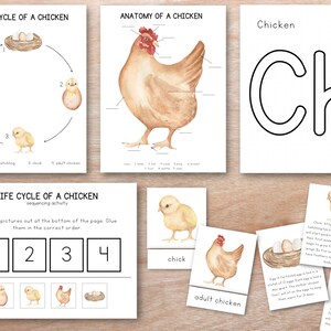 Chicken Unit Study Bundle, Chicken Life Cycle, Nature Study, Homeschool ...