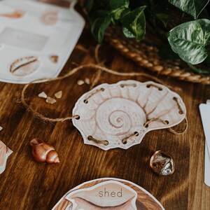 Seashell Unit Study, Ocean Study Unit, Seashell 3 Part Flashcards ...