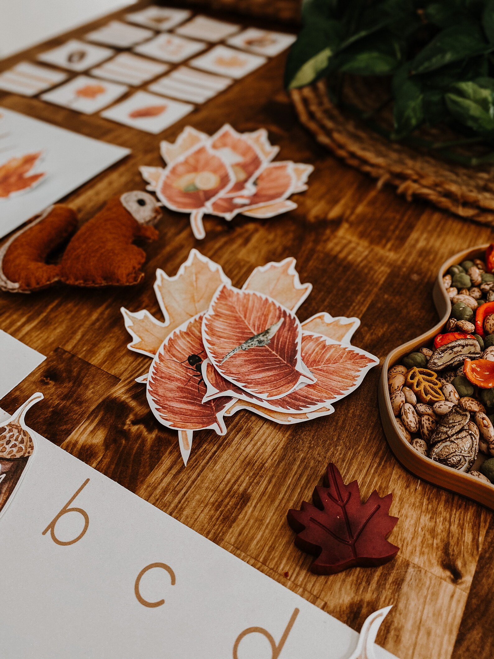 Leaf Activity Unit, Leaf Montessori Unit, Nature Flashcards, Homeschool ...