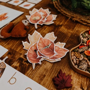 Leaf Activity Unit, Leaf Montessori Unit, Nature Flashcards, Homeschool ...