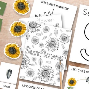 Sunflower Study Unit, Nature Study, Summer Montessori Unit, Nature ...