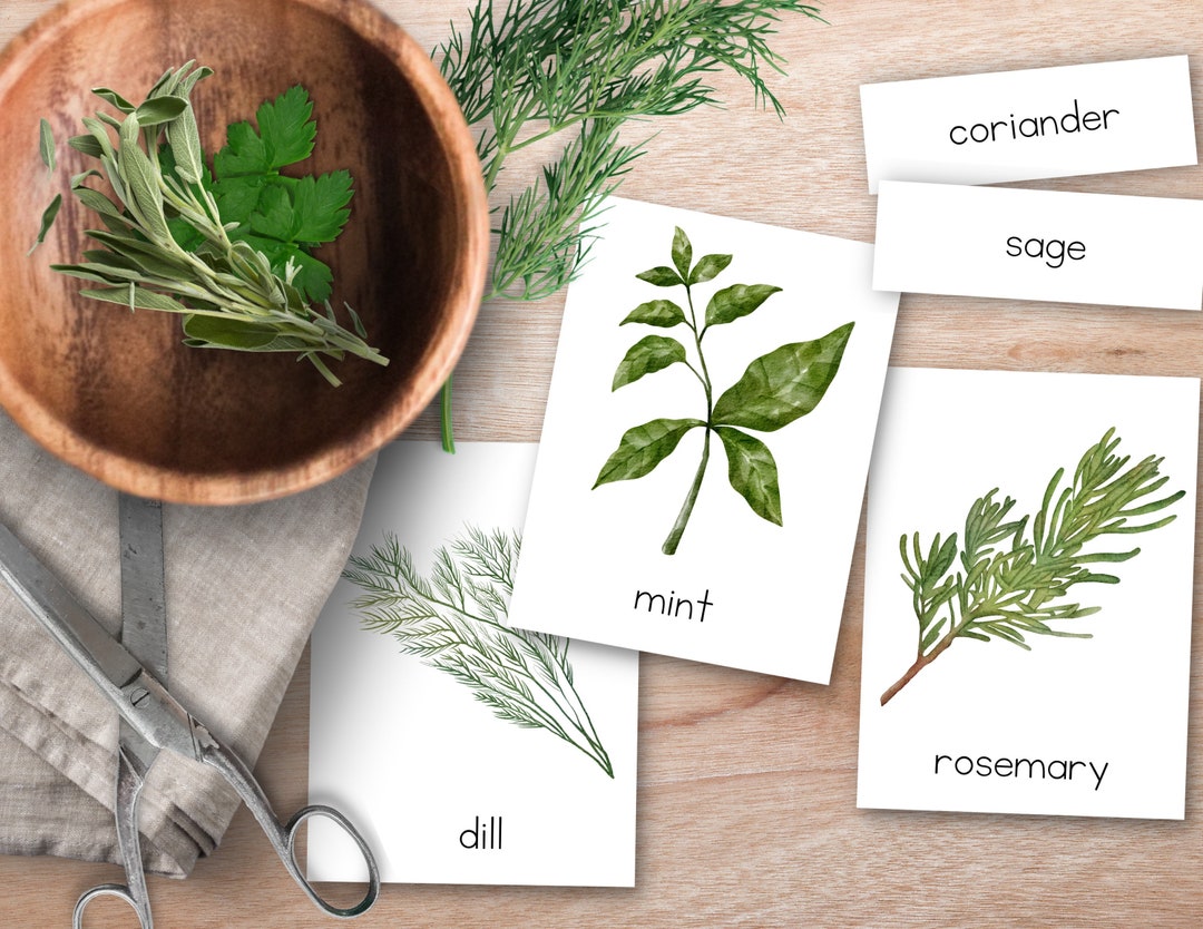 Garden Herbs 3 Part Flashcards, Garden Flashcards, Preschool Garden ...