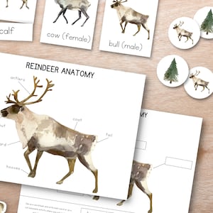 Winter Unit Study Bundle, Reindeer Unit Study, Homeschool Learning ...