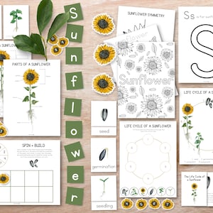 Sunflower Study Unit, Nature Study, Summer Montessori Unit, Nature ...