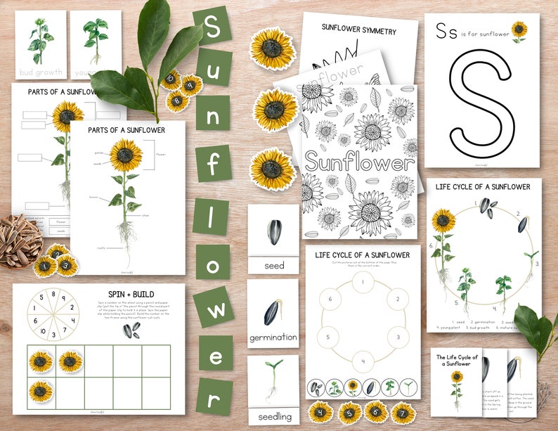 Sunflower Study Unit Nature Study Summer Montessori Unit - Etsy