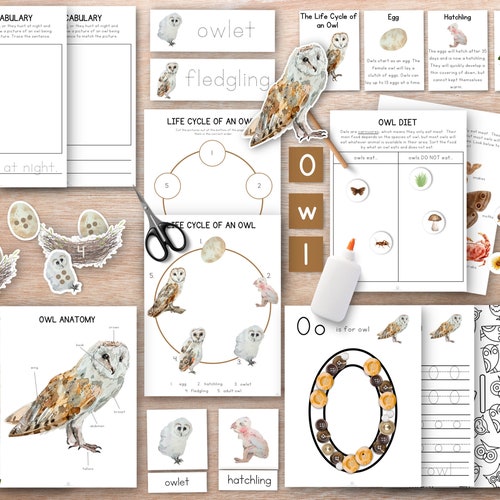 Owl Unit Study Bundle Owl Study Fall Montessori Unit Nature - Etsy