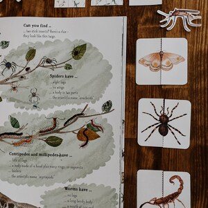 Bug Activity Unit, Insect Montessori Unit, Nature Flashcards ...