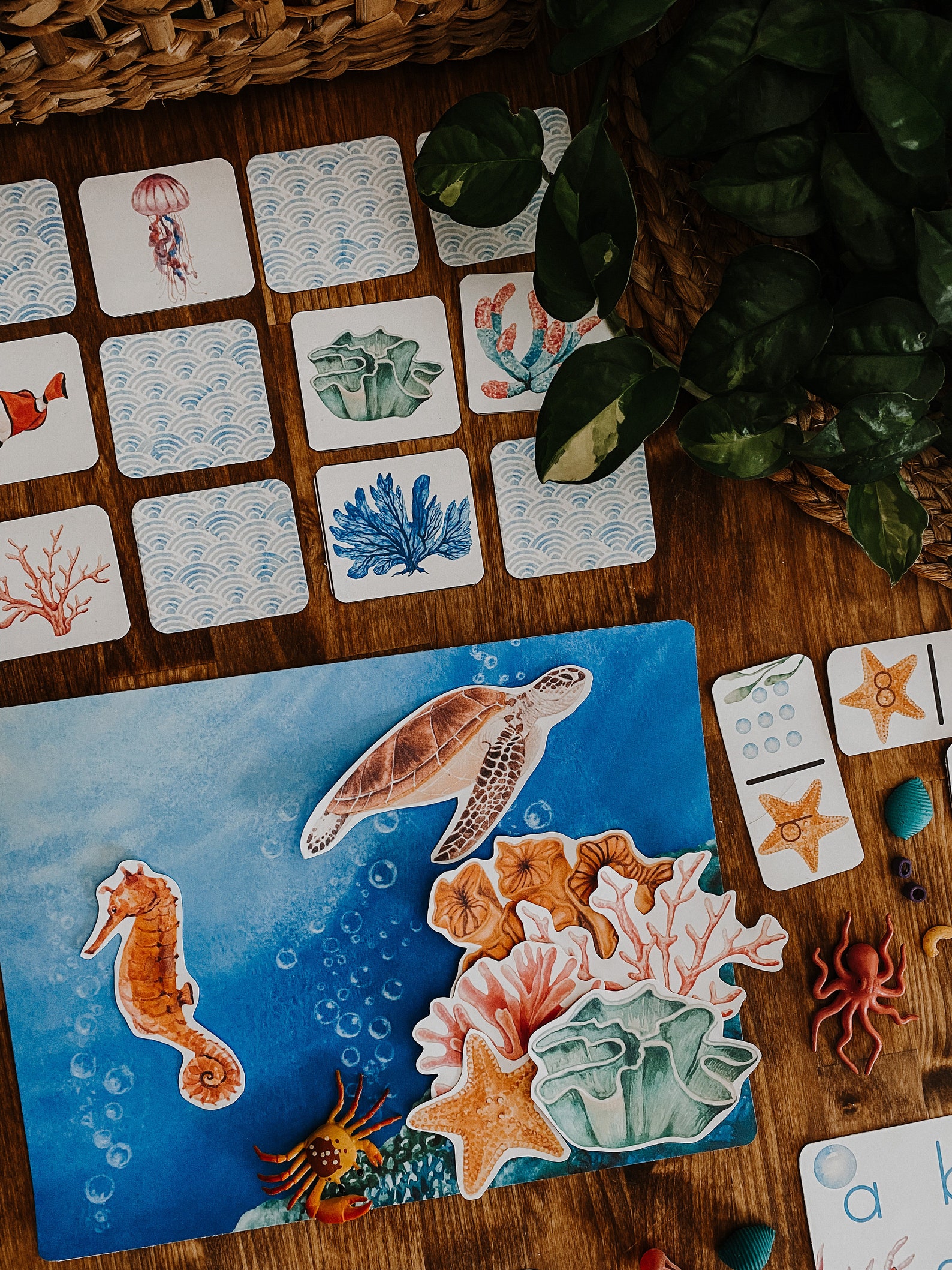 Coral Reef Activity Unit, Ocean Study Unit, 3 Part Flashcards ...