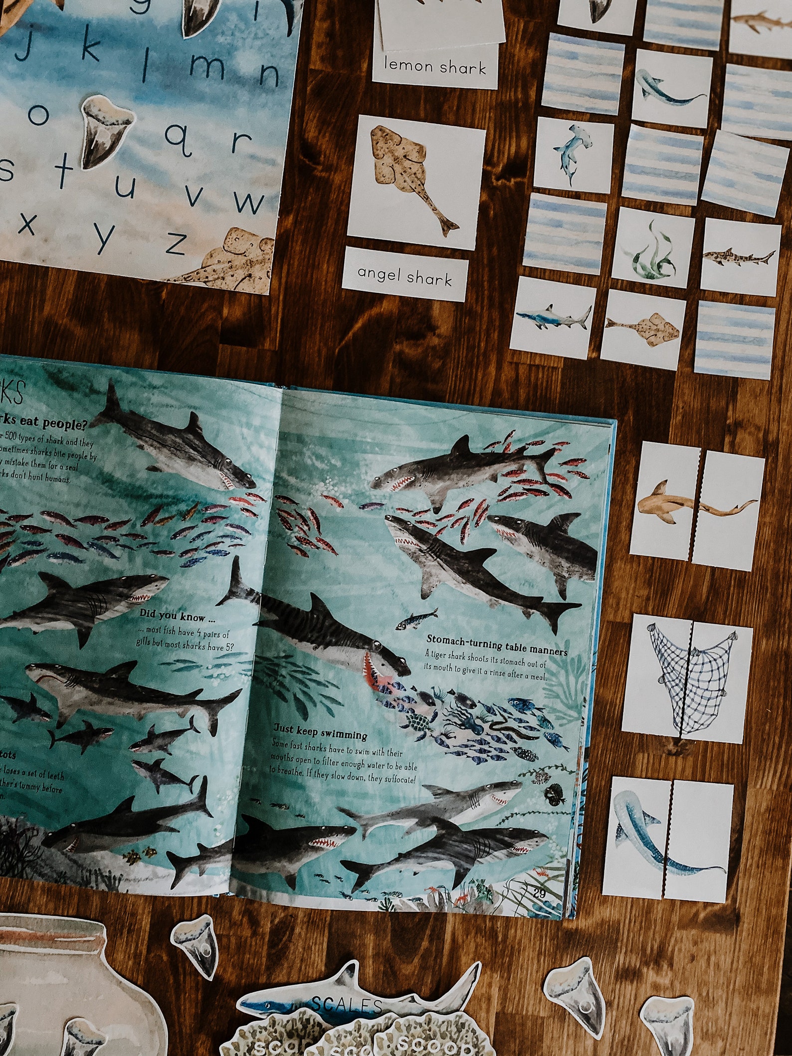 Shark Activity Unit, Shark Study Unit, 3 Part Flashcards, Homeschool ...