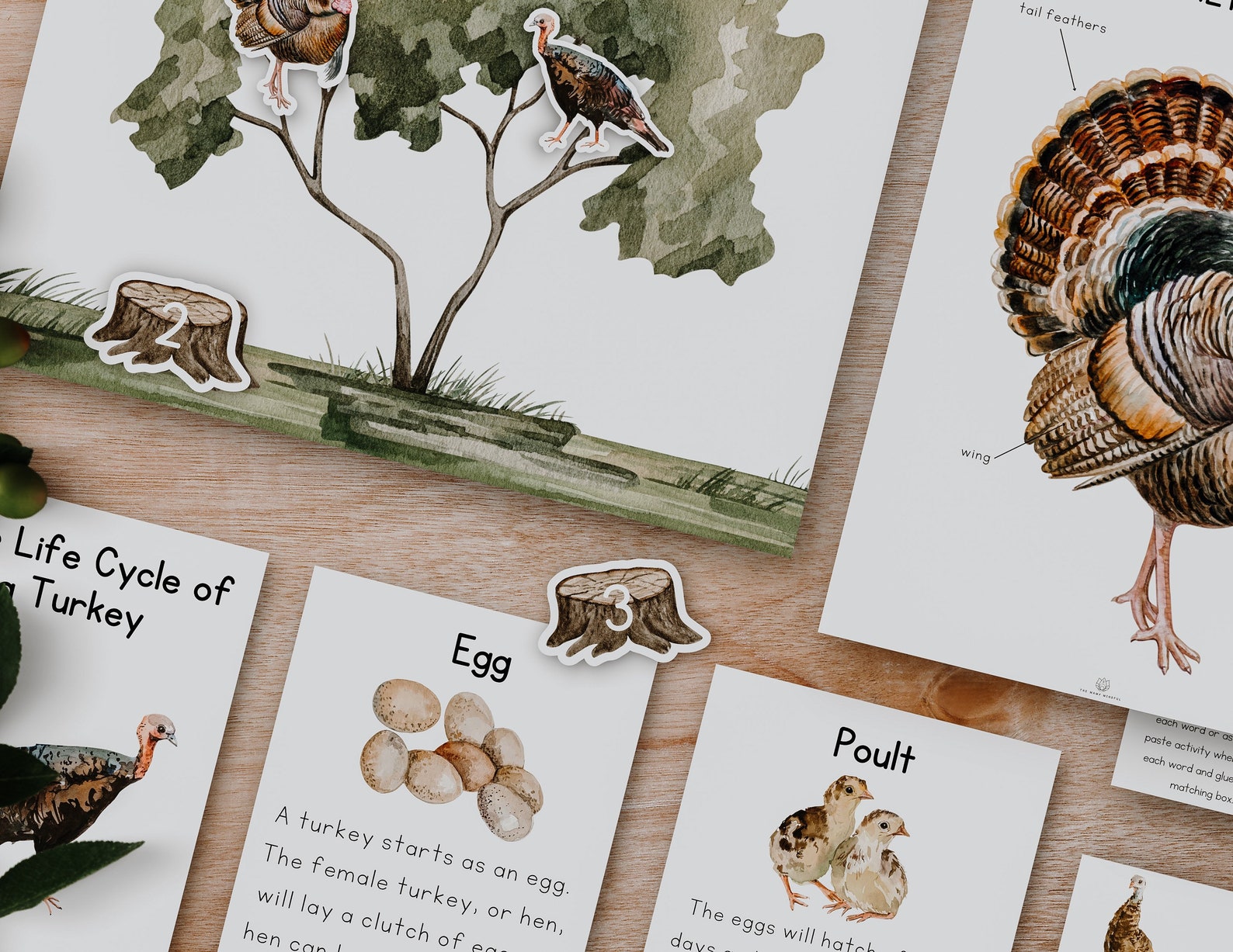 Turkey Unit Study Bundle Thanksgiving Study Fall Montessori - Etsy