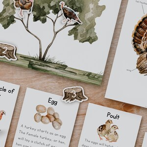 Turkey Unit Study Bundle, Thanksgiving Study, Fall Montessori Unit ...