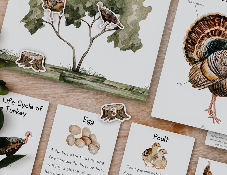 Turkey Unit Study Bundle Thanksgiving Study Fall Montessori - Etsy