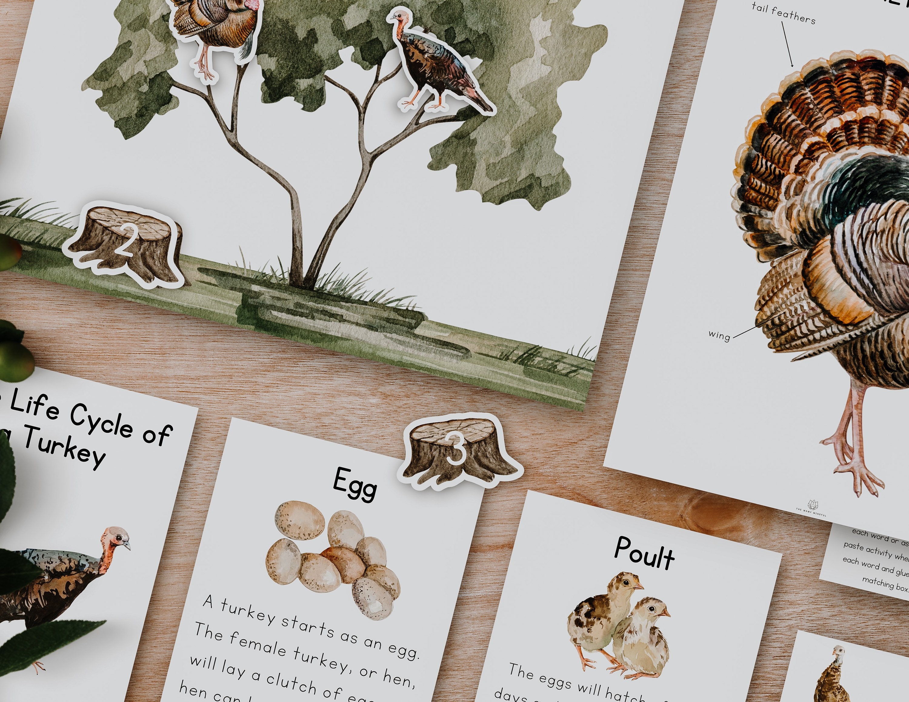 Turkey Unit Study Bundle, Thanksgiving Study, Fall Montessori Unit ...
