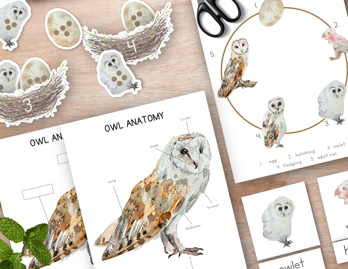 Owl Unit Study Bundle, Owl Study, Fall Montessori Unit, Nature ...