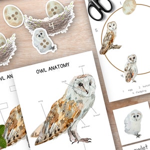 Owl Unit Study Bundle, Owl Study, Fall Montessori Unit, Nature ...