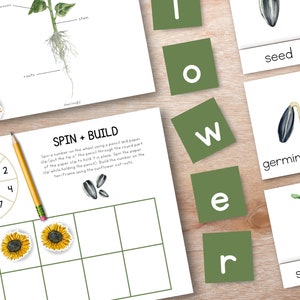 Sunflower Study Unit, Nature Study, Summer Montessori Unit, Nature ...