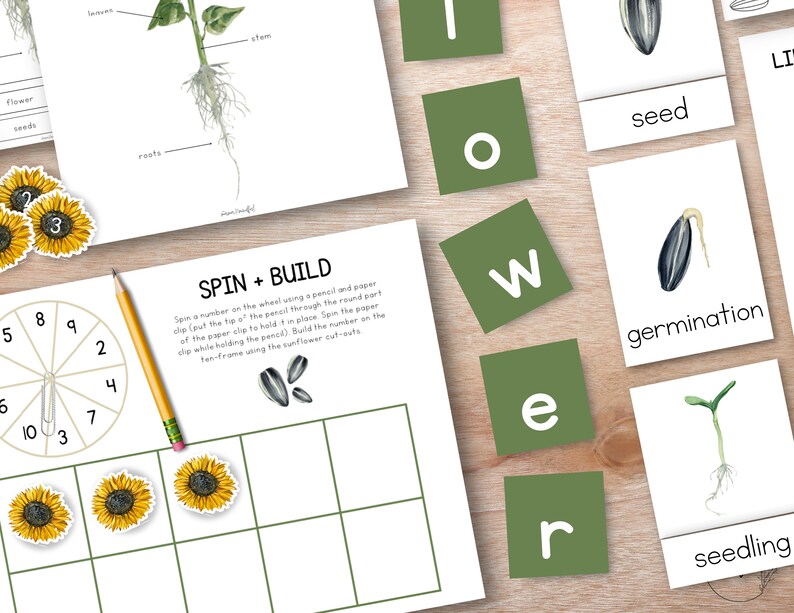Sunflower Study Unit Nature Study Summer Montessori Unit - Etsy