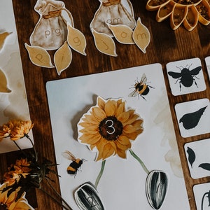 Sunflower Activity Unit, Sunflower Montessori Unit, Nature Flashcards ...