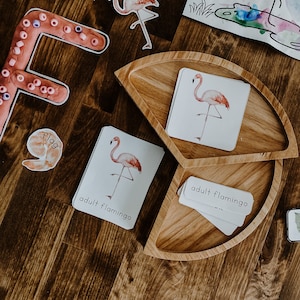 Flamingo Activity Unit, Tropical Bird Unit, 3 Part Flashcards ...