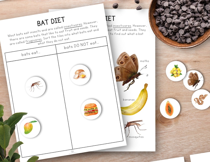 Bat Unit Study Bundle Bat Study Bat Life Cycle Fall - Etsy