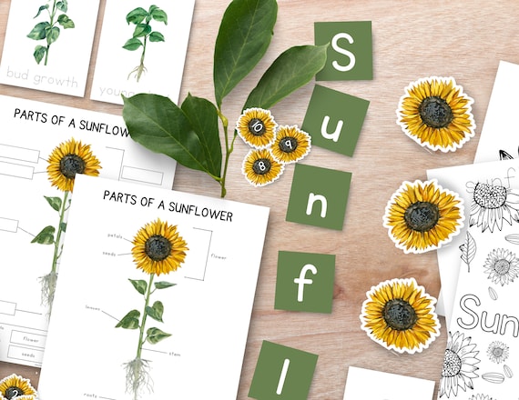 Sunflower Study Unit Nature Study Summer Montessori Unit - Etsy