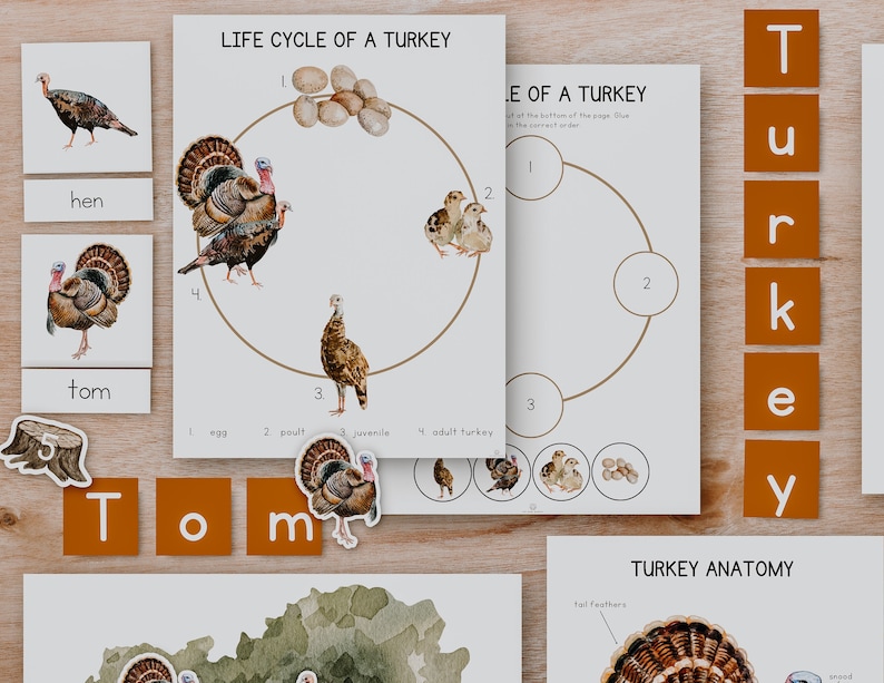 Turkey Unit Study Bundle Thanksgiving Study Fall Montessori - Etsy