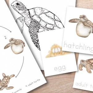 Turtle Unit Study Bundle, Ocean Animal Study, Turtle Life Cycle, Spring ...