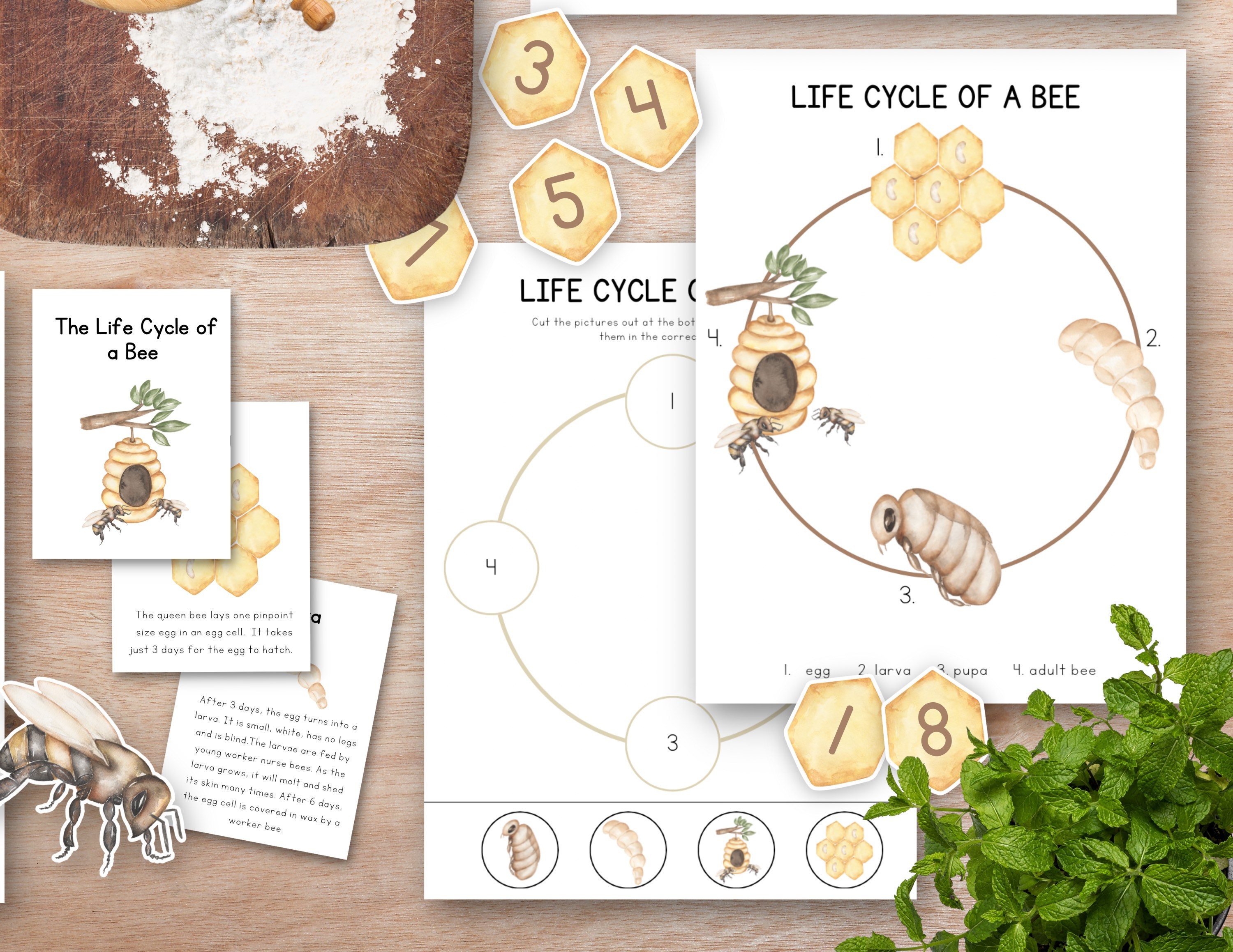 Bee Life Cycle Study Unit, Nature Study, Summer Montessori , Nature ...