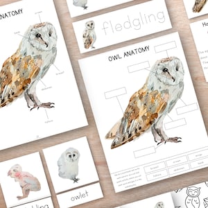 Owl Mini Unit Study Bundle, Owl Study, Fall Montessori Unit, Nature ...