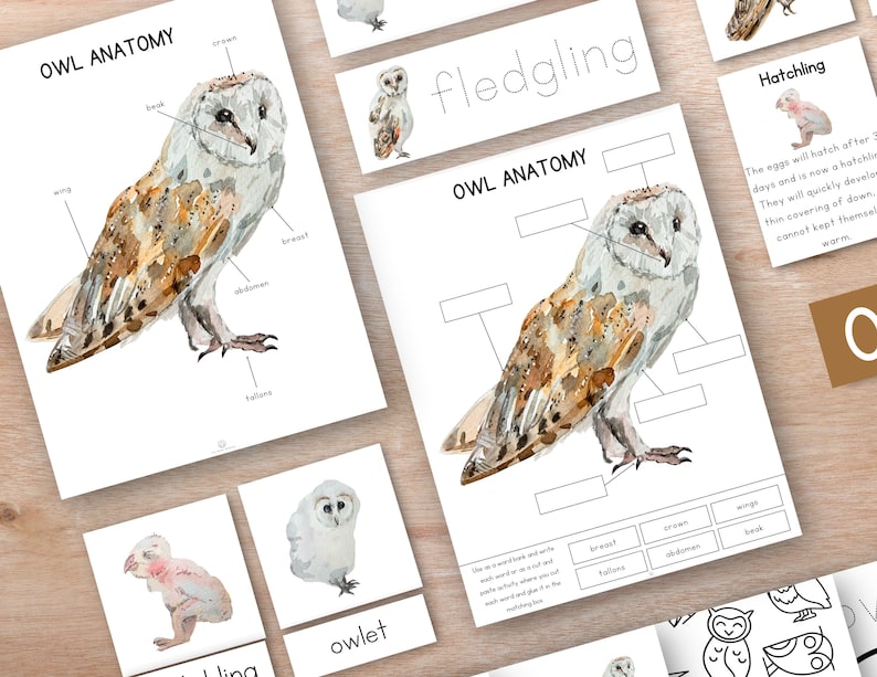 Owl Mini Unit Study Bundle Owl Study Fall Montessori Unit - Etsy