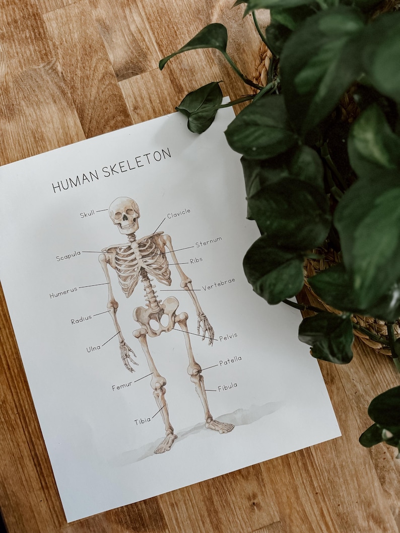 Human Organ 3 Part Flashcards , 3 Part Montessori Nomenclature Cards ...