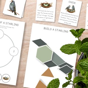 Bird Unit Study Bundle, Bird Study, Fall Montessori Unit, Nature ...