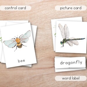 INSECT Nomenclature 3 Part Montessori Spring Flash Cards Printable PDF ...