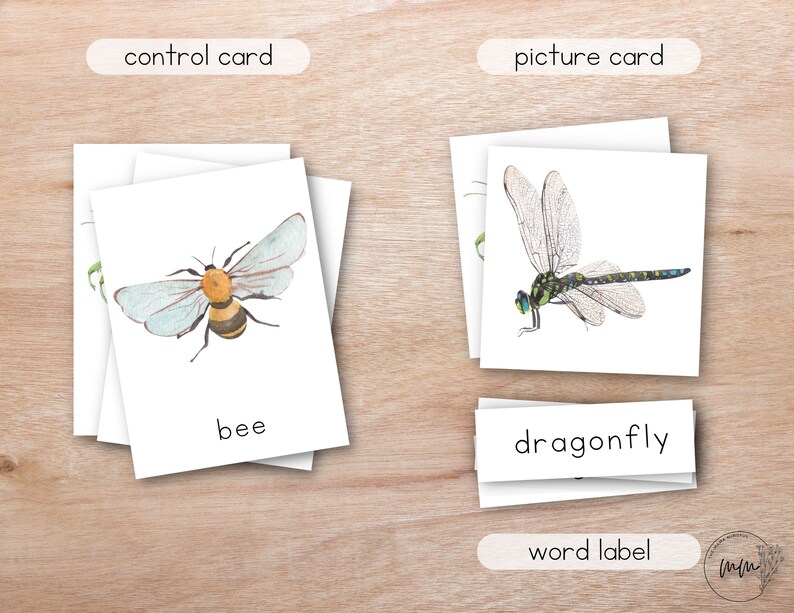 INSECT Nomenclature 3 Part Montessori Spring Flash Cards - Etsy