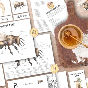 Bee Life Cycle Study Unit, Nature Study, Summer Montessori , Nature ...