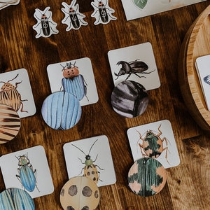 Bug Activity Unit, Insect Montessori Unit, Nature Flashcards ...