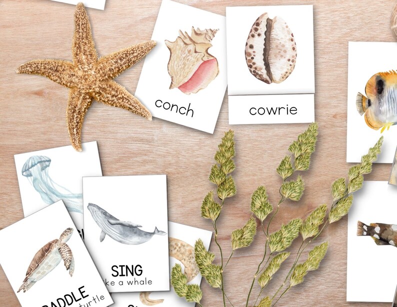 Ocean Unit Study Bundle, Montessori Summer, 3 Part Cards, Math Number ...
