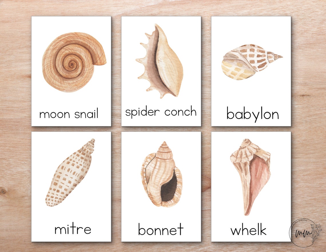Seashell Shapes Montessori 3 Part Cards Seashell Flashcards - Etsy