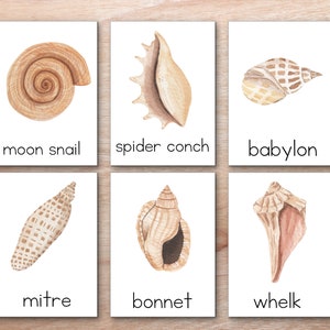 Seashell Shapes Montessori 3 Part Cards, Seashell Flashcards ...