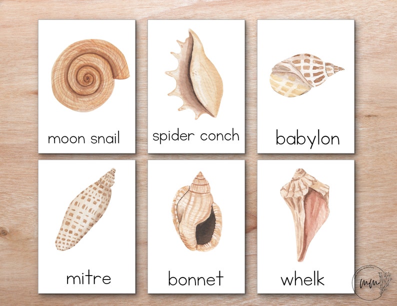 Seashell Shapes Montessori 3 Part Cards Seashell Flashcards - Etsy