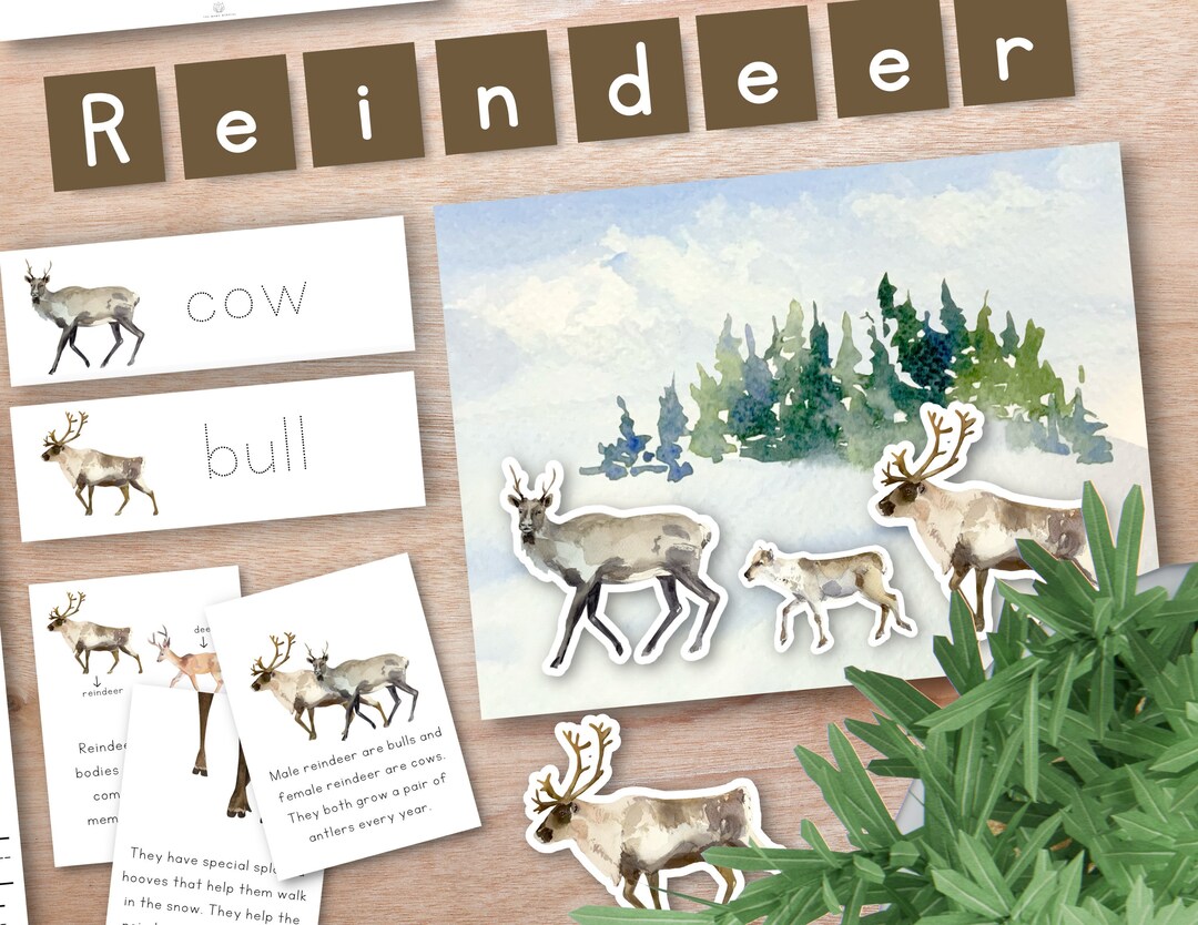 Winter Unit Study Bundle, Reindeer Unit Study, Homeschool Learning ...