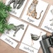 INSECT Nomenclature 3 Part Montessori Spring Flash Cards - Etsy