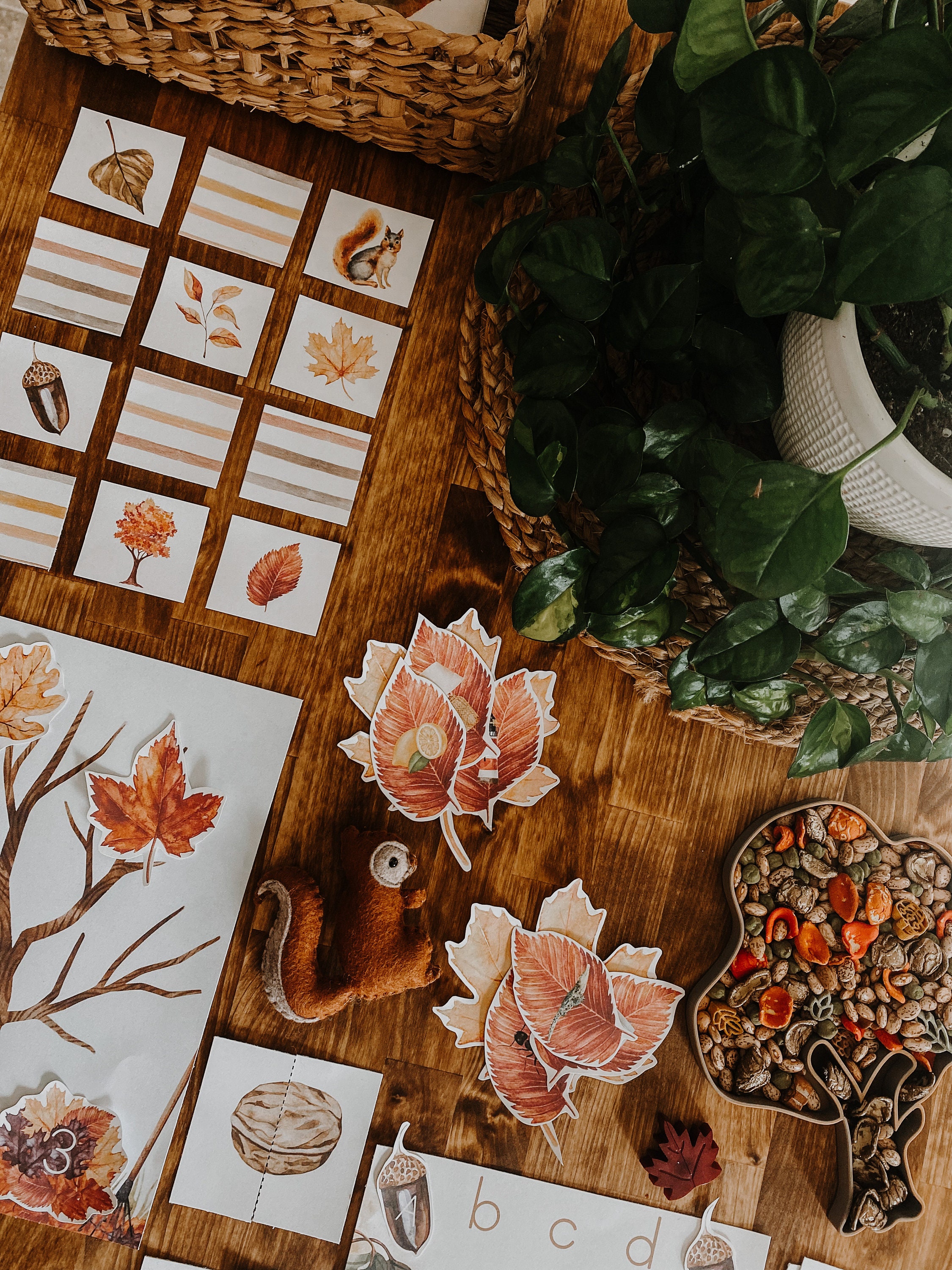 Leaf Activity Unit, Leaf Montessori Unit, Nature Flashcards, Homeschool ...