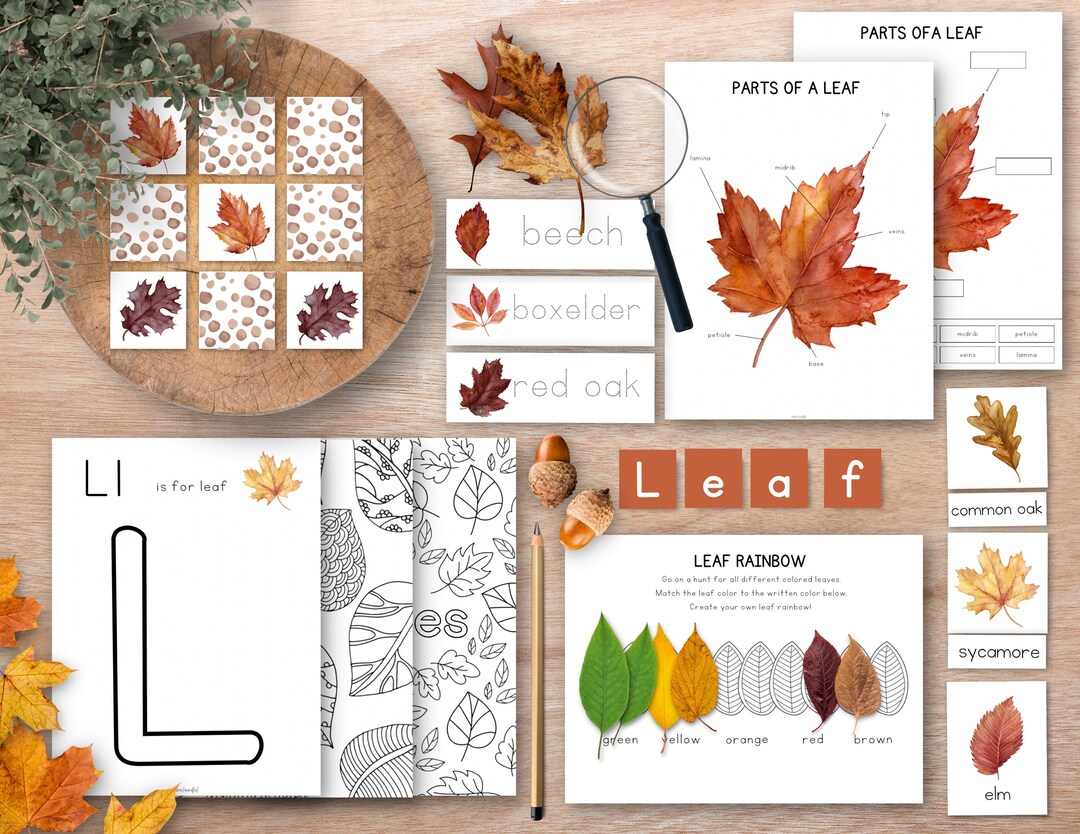 Fall Unit Study Bundle, Leaves Unit Study, Homeschool Learning ...