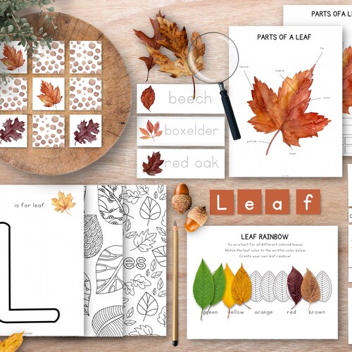 Autumn Unit Study - Etsy