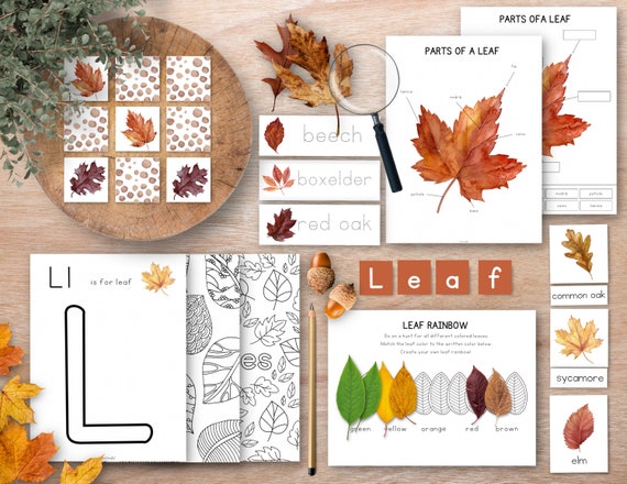 Fall Unit Study Bundle Leaves Unit Study Homeschool Learning - Etsy