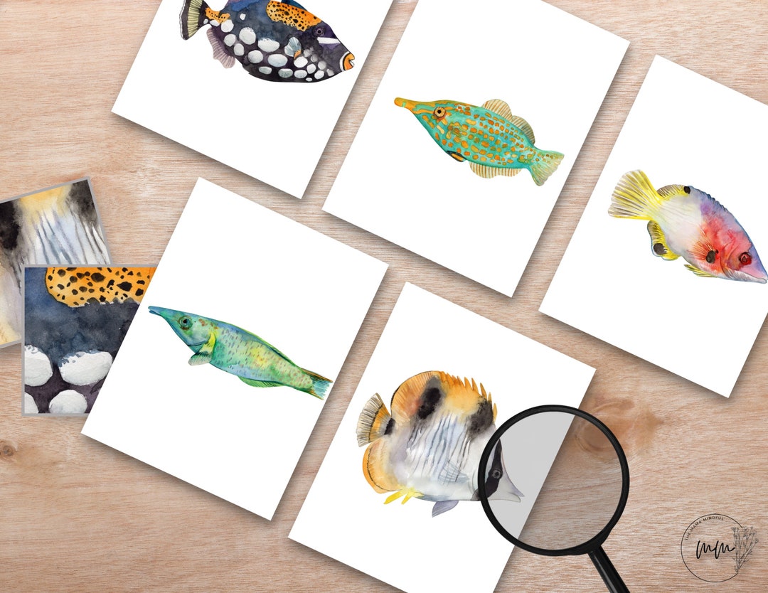Fish Pattern Matching Cards, Ocean Study Unit, Animal Patterns ...