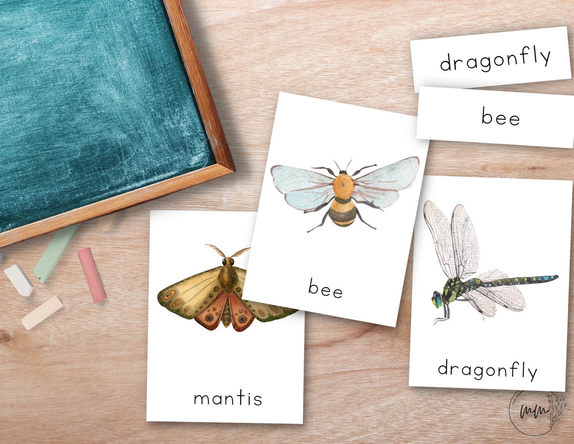 INSECT Nomenclature 3 Part Montessori Spring Flash Cards | Etsy