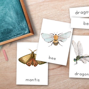 INSECT Nomenclature 3 Part Montessori Spring Flash Cards Printable PDF ...