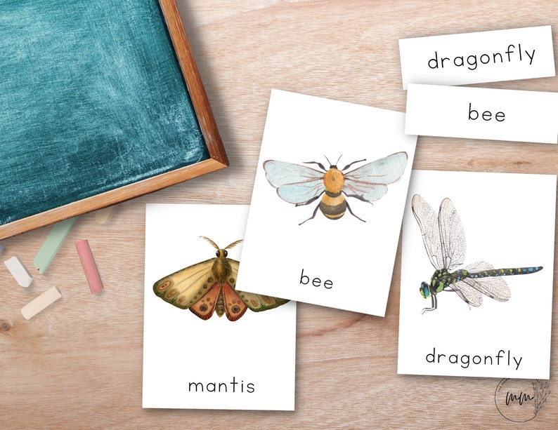 INSECT Nomenclature 3 Part Montessori Spring Flash Cards - Etsy